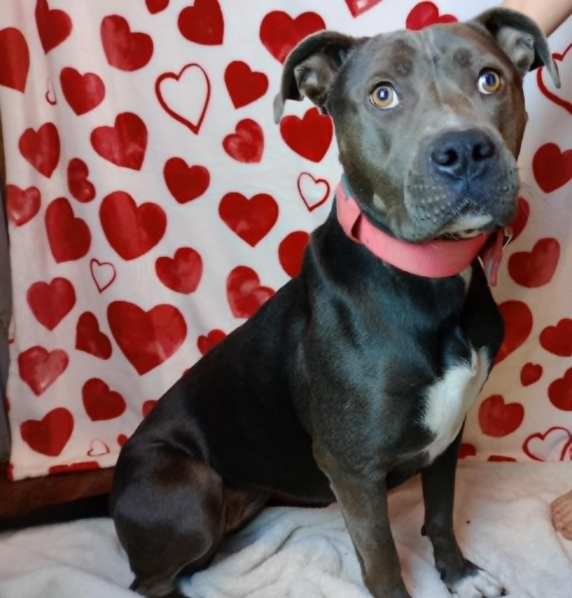 Dog for adoption - Minnie, a Pit Bull Terrier Mix in Rochester, WA ...