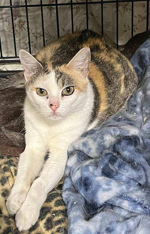 Cat for adoption - Pamela- Sweet and Ready to Love!, a Domestic Short ...