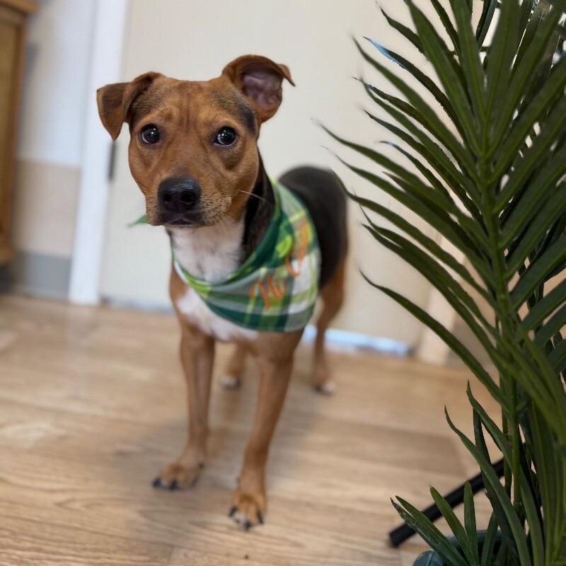 Dog for adoption - Leo Daniel, a Beagle & German Shepherd Dog Mix in ...