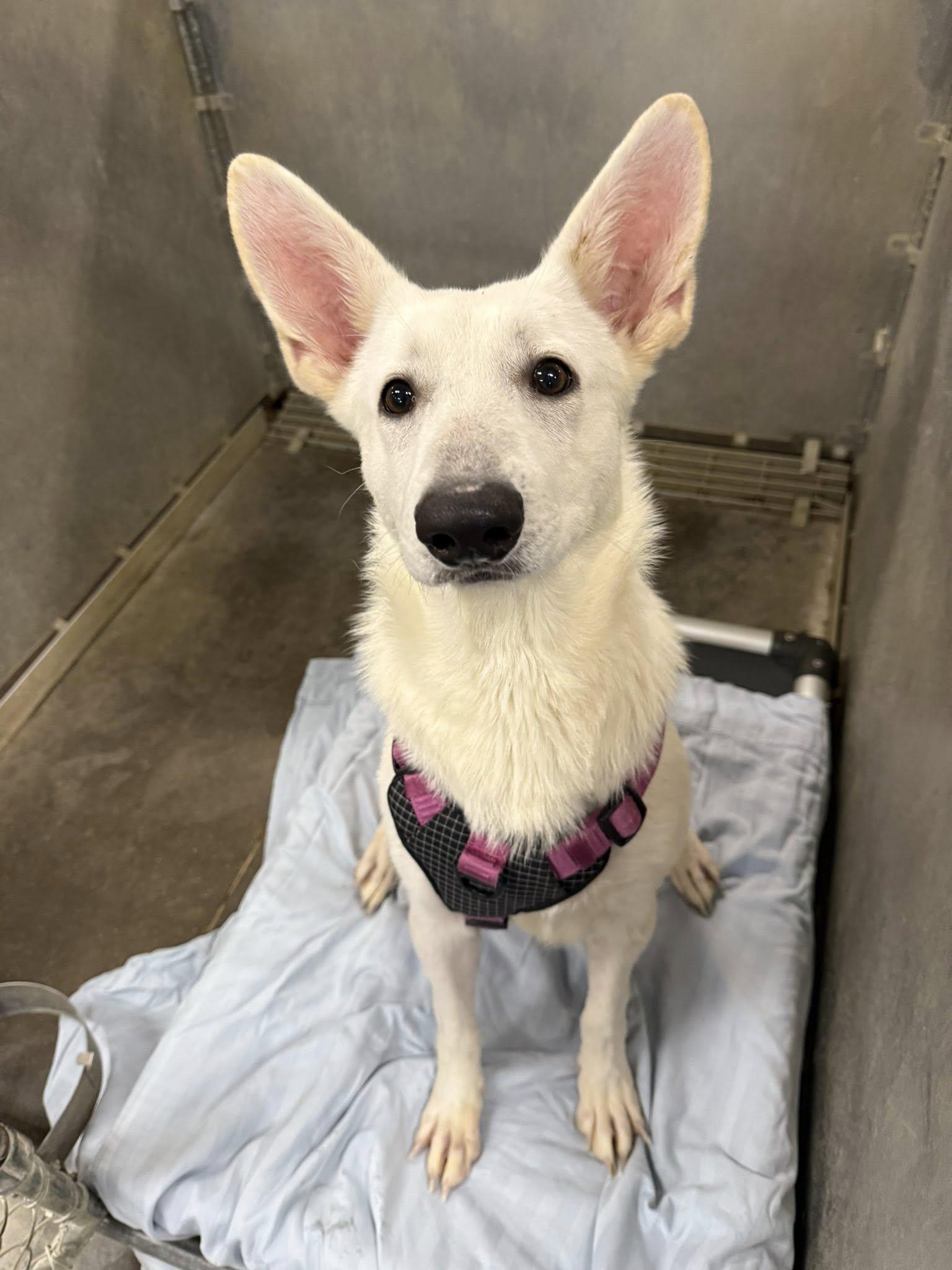 Dog for adoption - Stella Rose, a German Shepherd Dog Mix in Tremont, IL | Petfinder