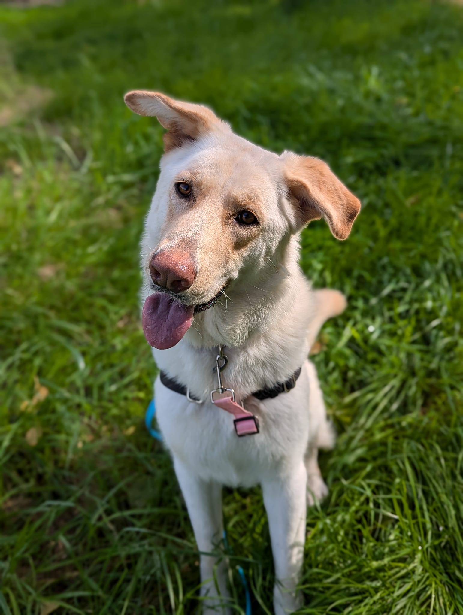 ADOPT - Whatcom Humane Society