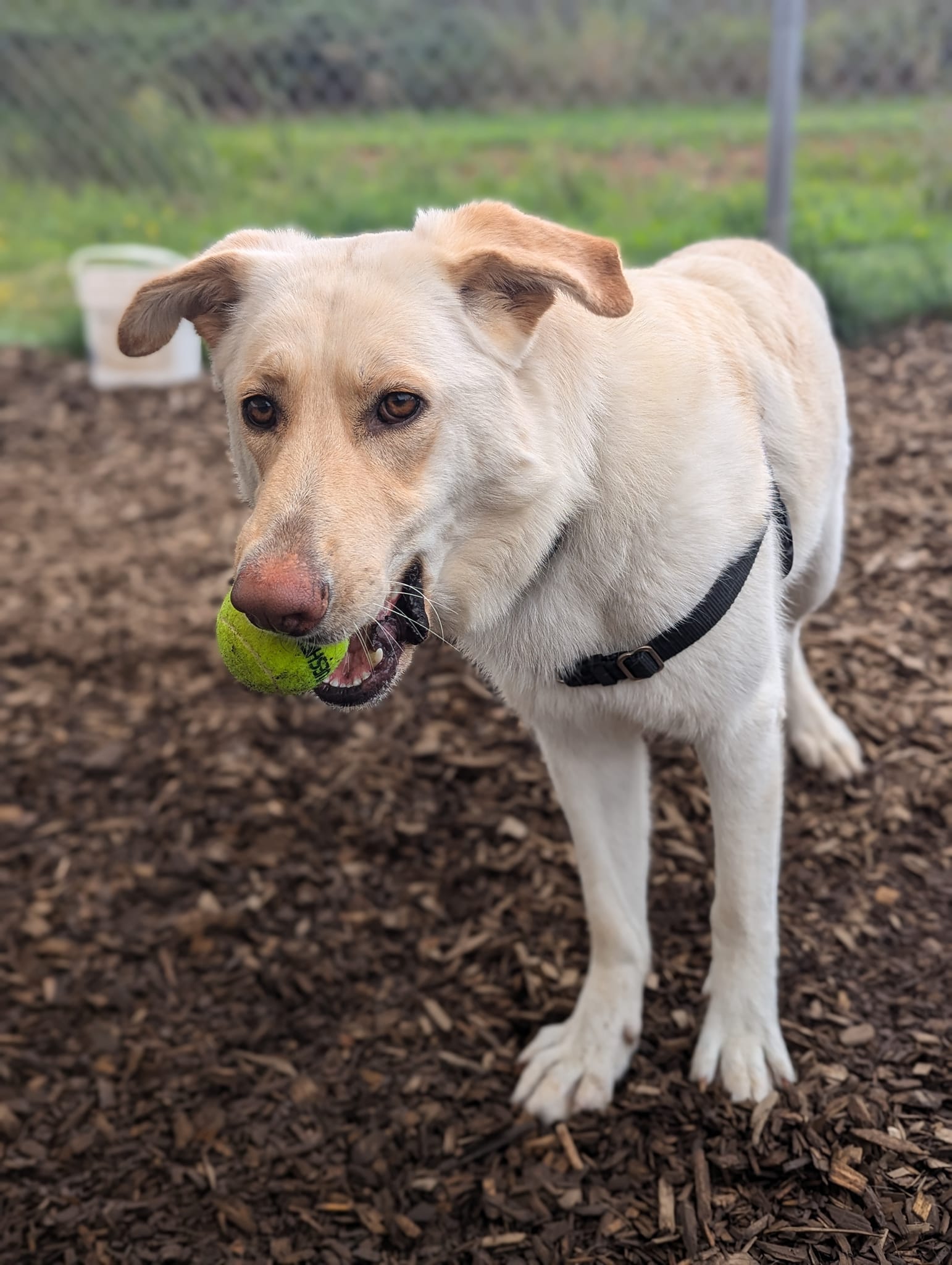 ADOPT - Whatcom Humane Society