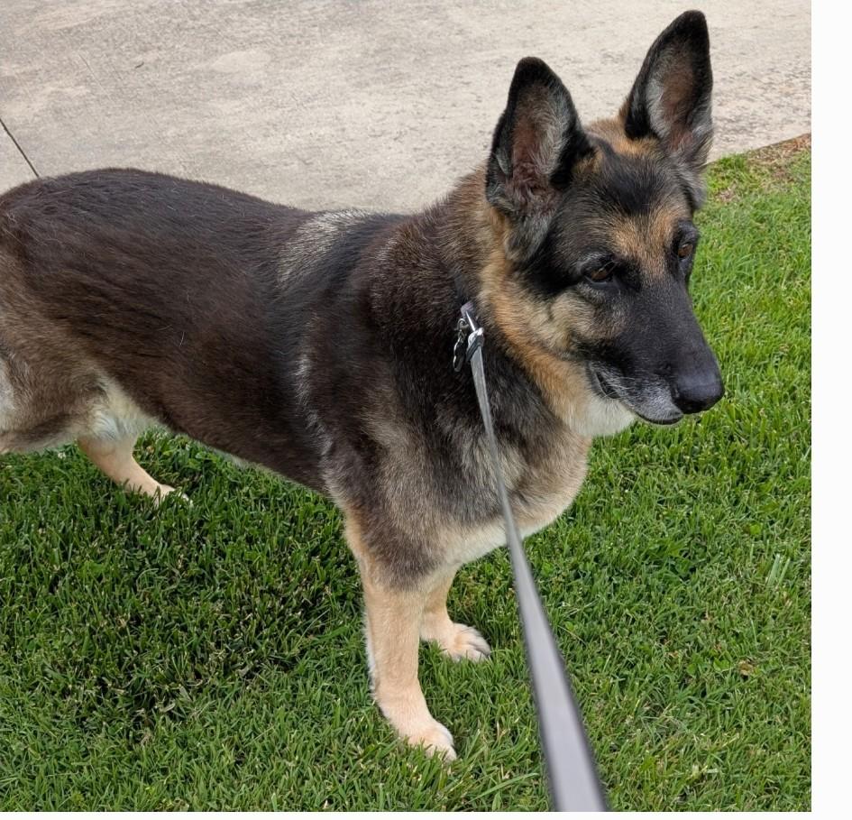 Dog for adoption - Piper (Community Assist), a German Shepherd Dog in ...