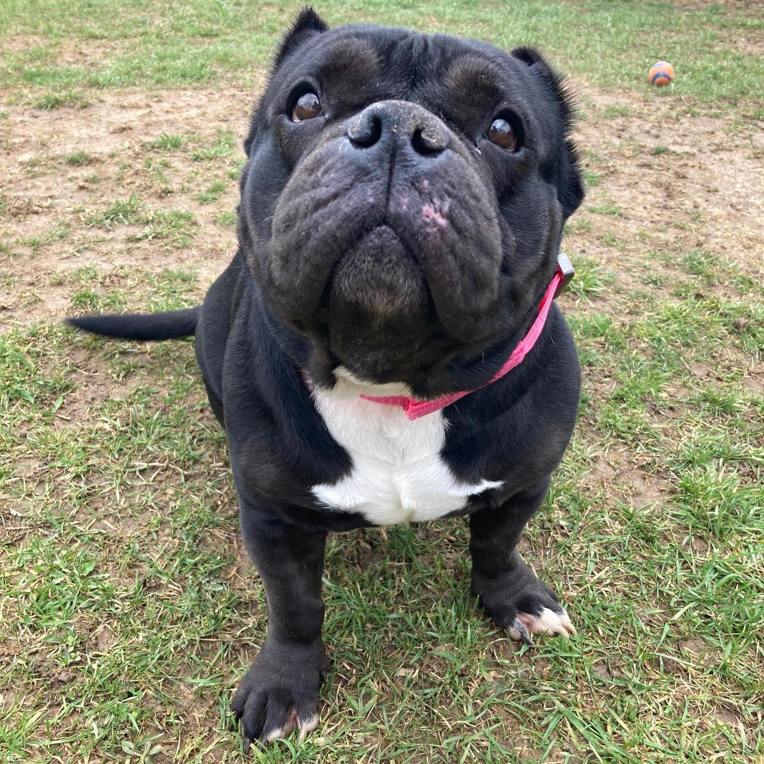 Dog for adoption - Luna, an American Bulldog Mix in West Jefferson, OH ...