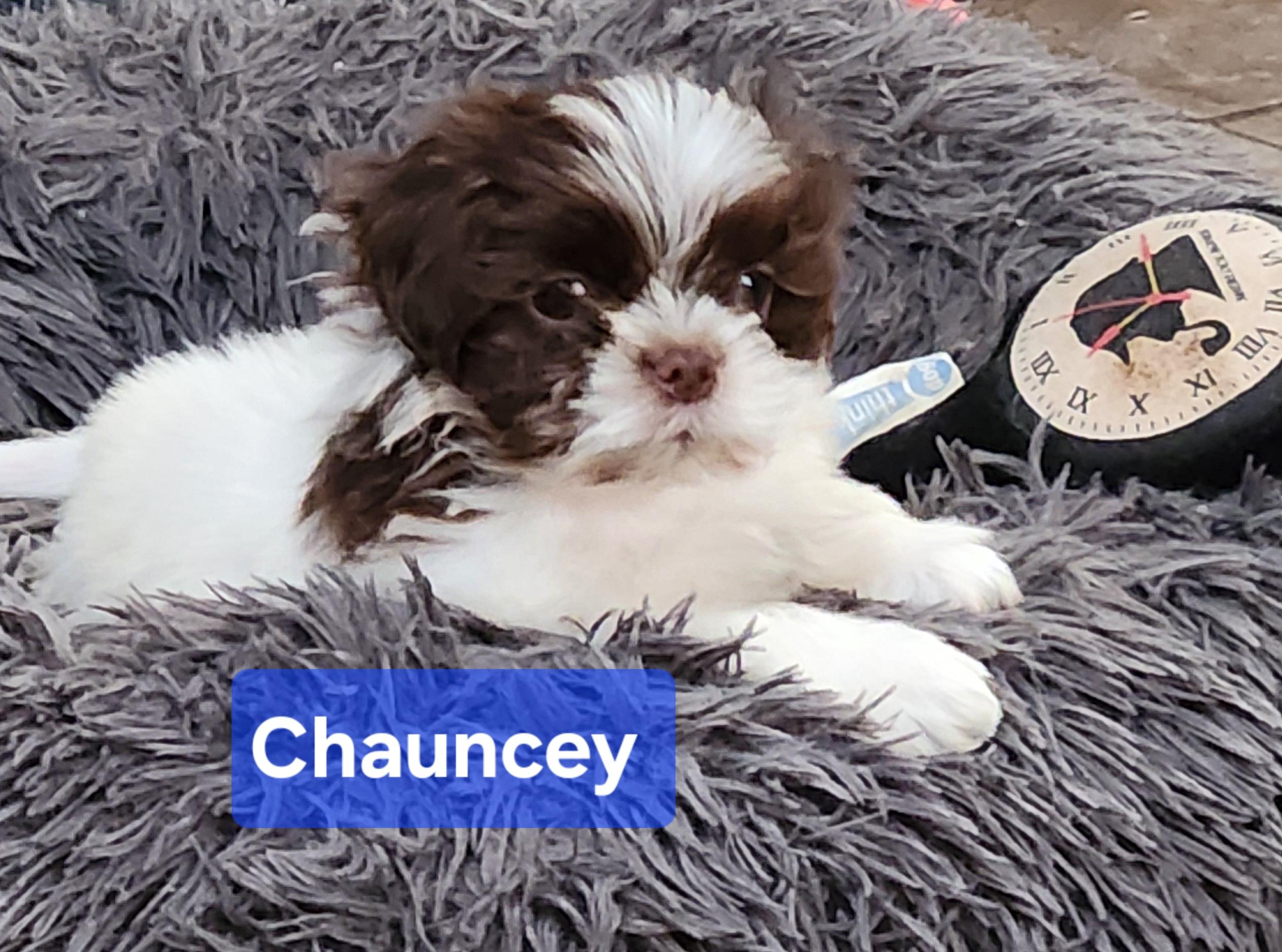 Dog for adoption - Chauncey, a Shih Tzu in North Augusta, SC | Petfinder