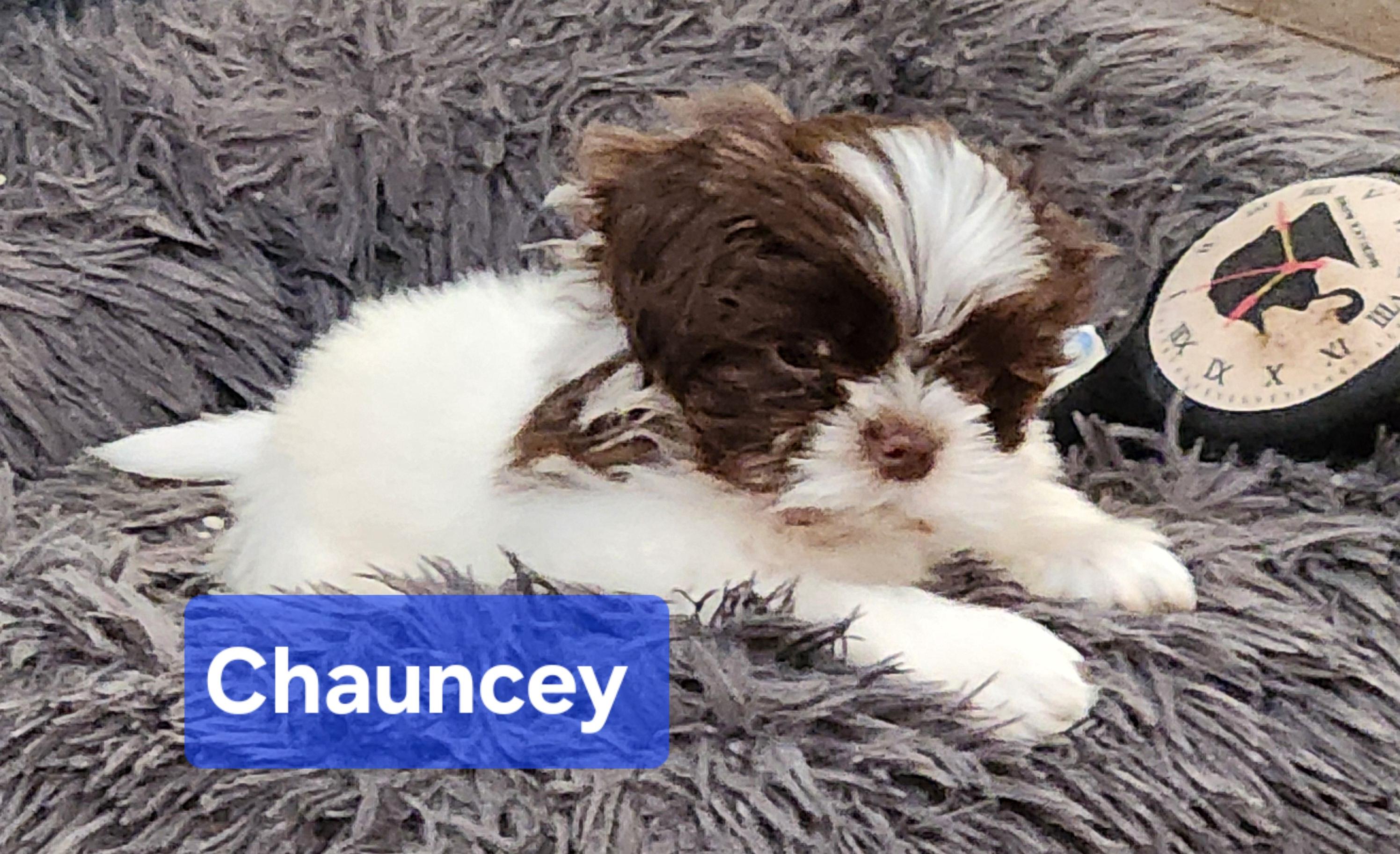 Dog for adoption - Chauncey, a Shih Tzu in North Augusta, SC | Petfinder