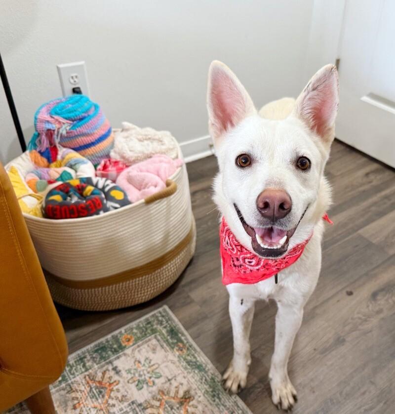 Dog for adoption - Charslie petite innocent girl, a Husky & Labrador ...