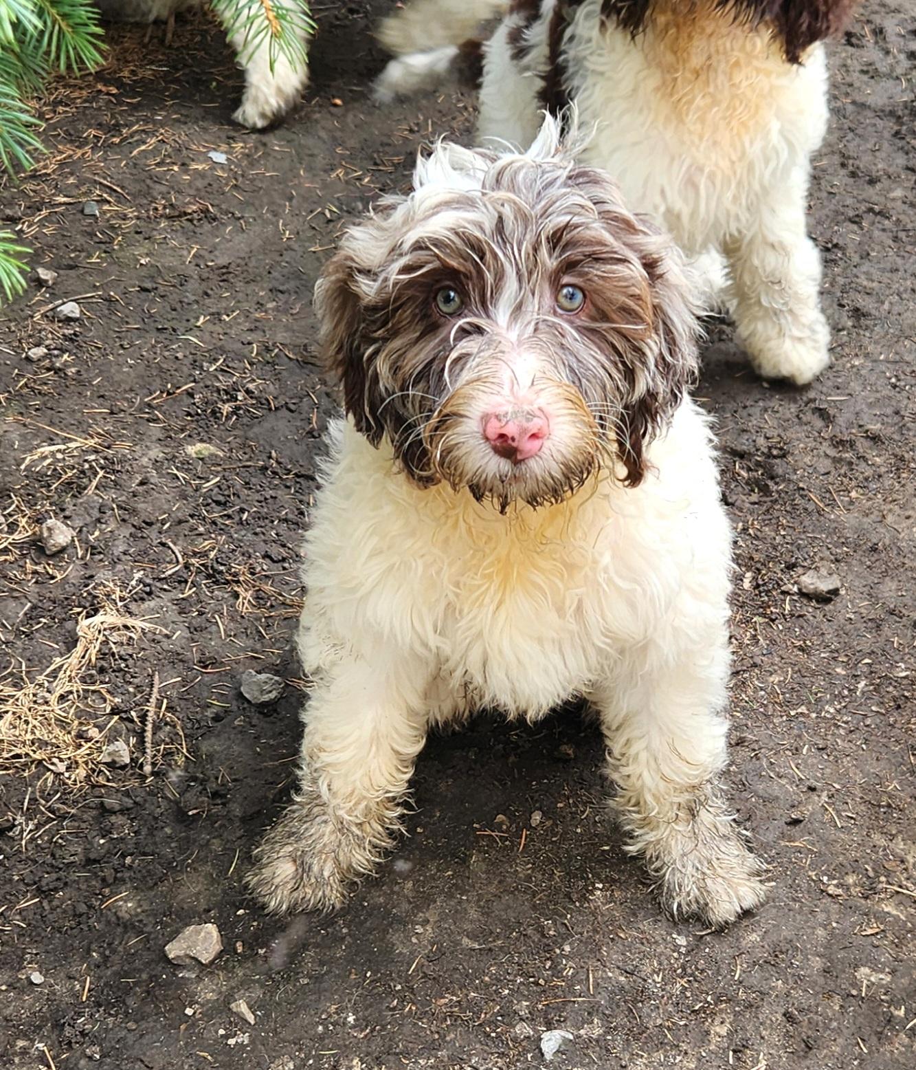 Dog for adoption - Summer, a Labradoodle in Liberty Center, OH | Petfinder