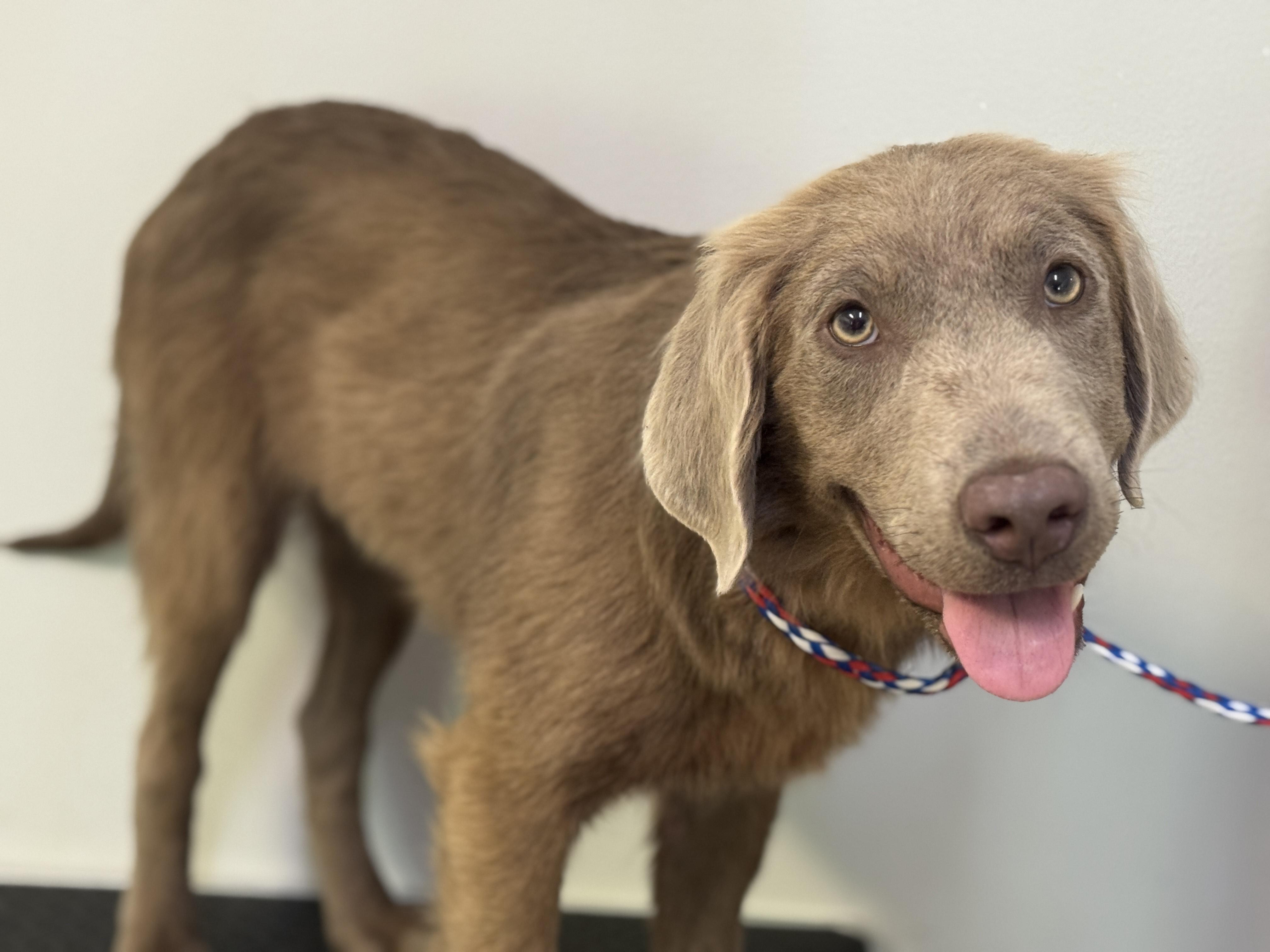 Dog for adoption - Griffin, a Labrador Retriever & Newfoundland Dog Mix ...