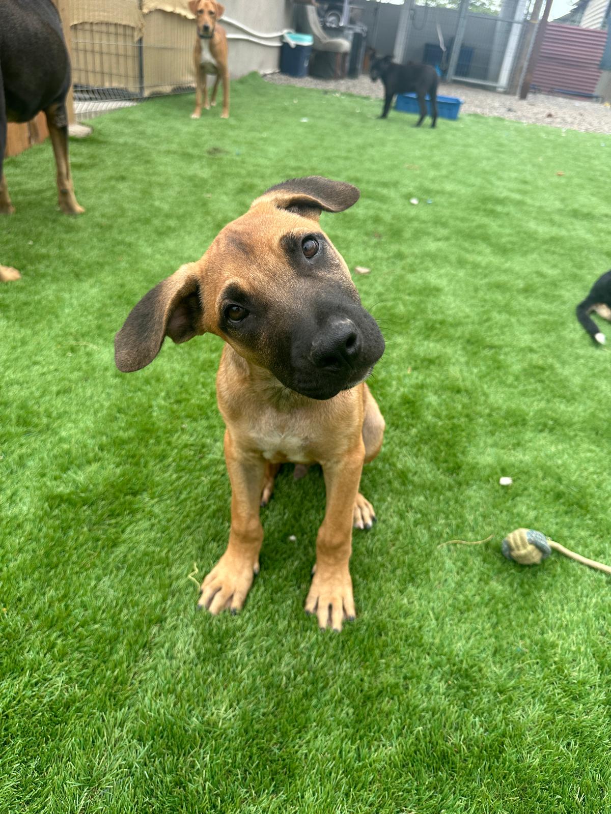 Dog for adoption - Tom, a Mixed Breed in Vista, CA | Petfinder