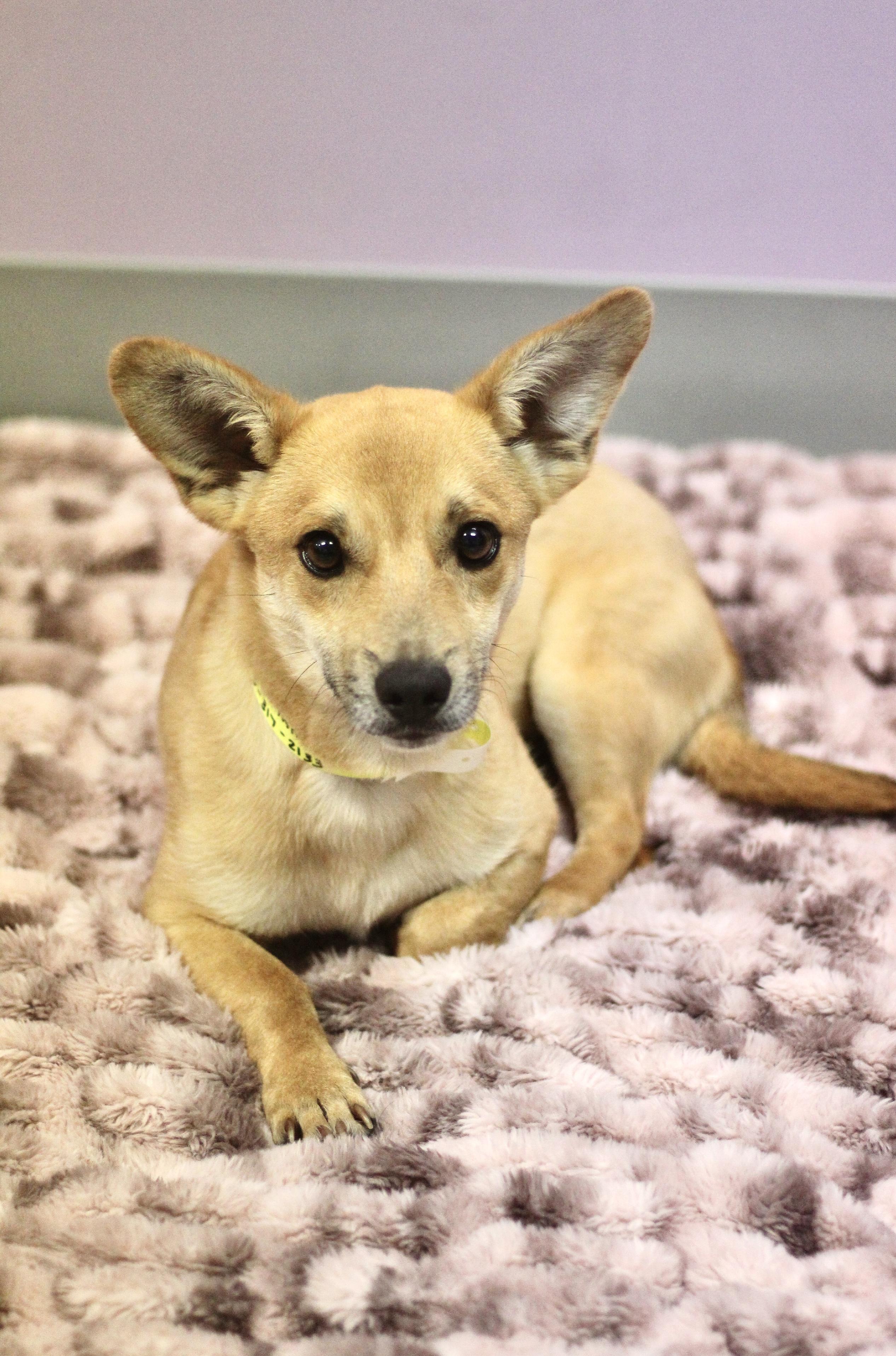 Custard in NH! Come Meet our Adoptable Dogs Wednesday-Saturday. More ...