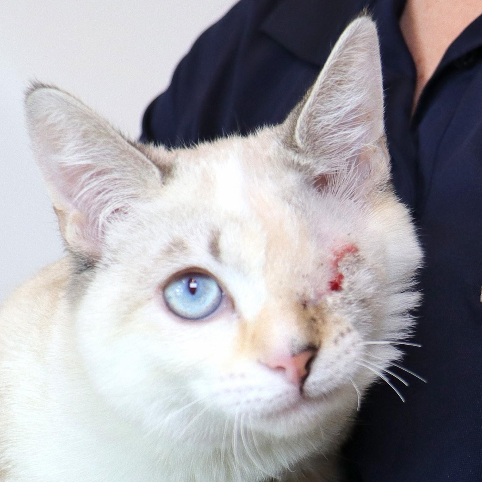 Cat for adoption - Manicotti, a Domestic Short Hair in Clovis, CA | Petfinder