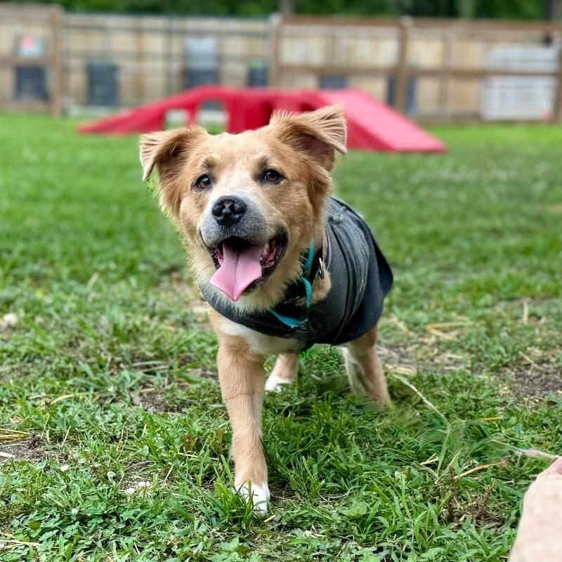 Dog for adoption - Piglet is petite perfection, a Golden Retriever ...