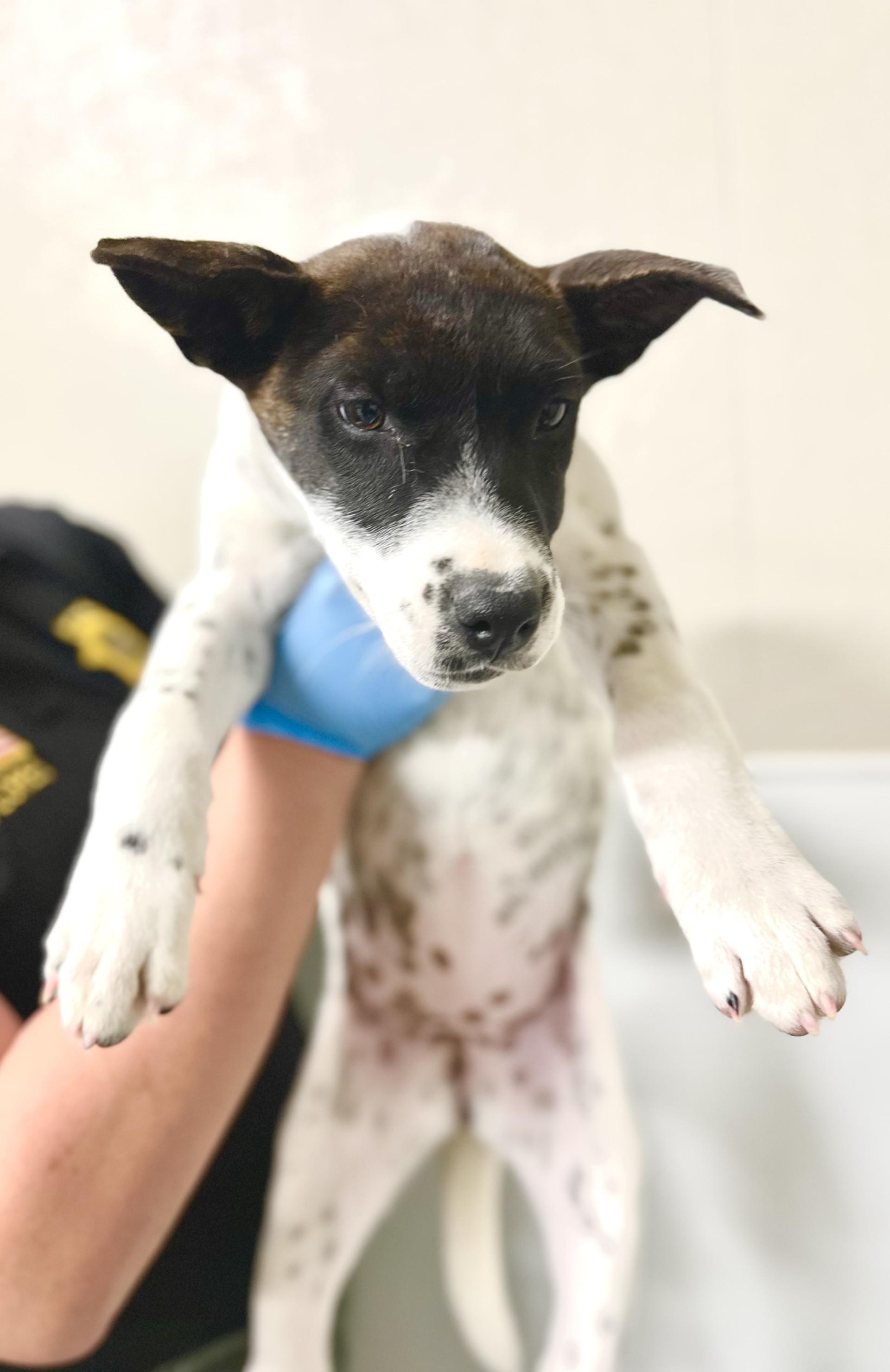 Dog for adoption - Cruella #1672 (519), a Pit Bull Terrier Mix in ...