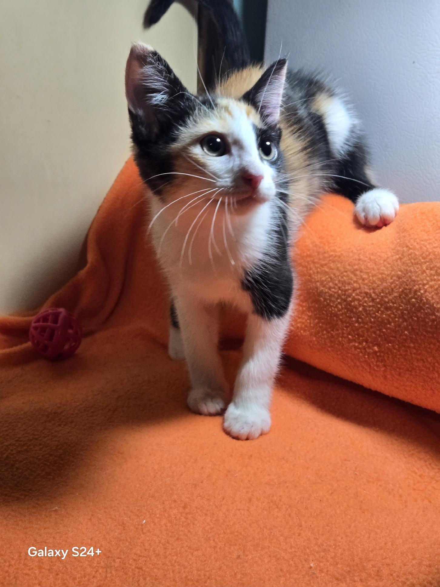 Cat for adoption - Sassy, a Domestic Short Hair & Calico Mix in ...