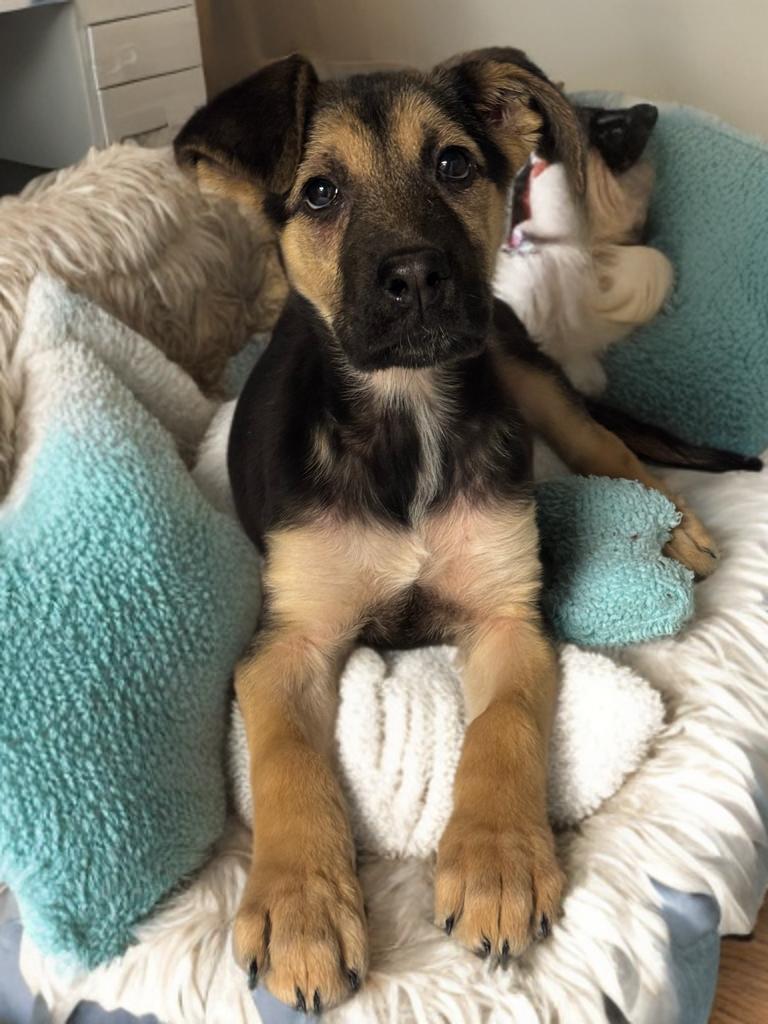 Dog for adoption - Pancake, a German Shepherd Dog Mix in Fredericksburg ...