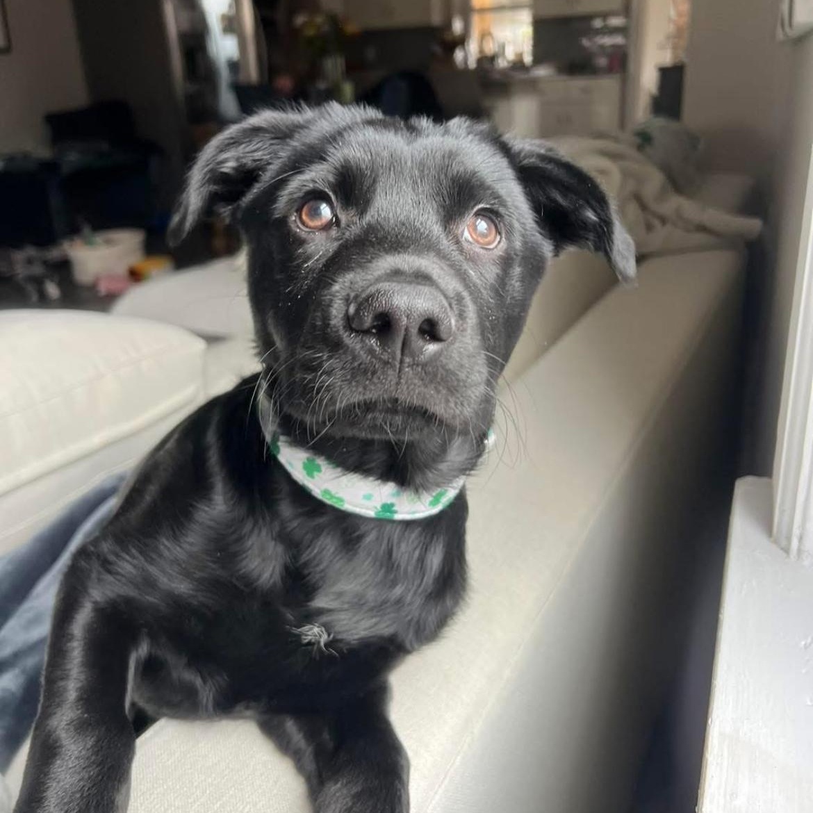 Dog for adoption - Godiva, a Black Labrador Retriever Mix in ...