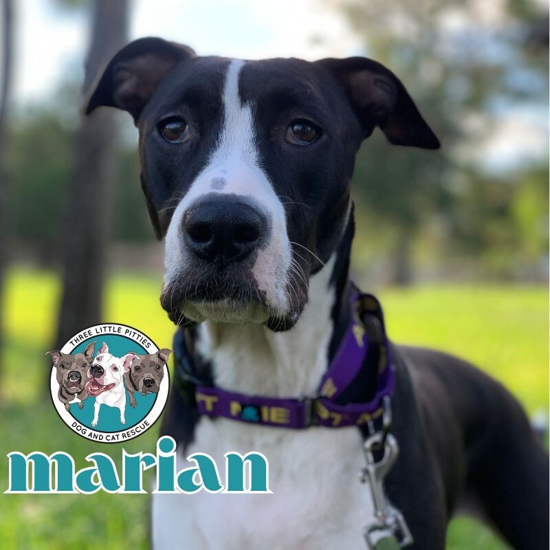 Dog for adoption - Marian Happy Cat Friendly Family girl, a Boxer ...