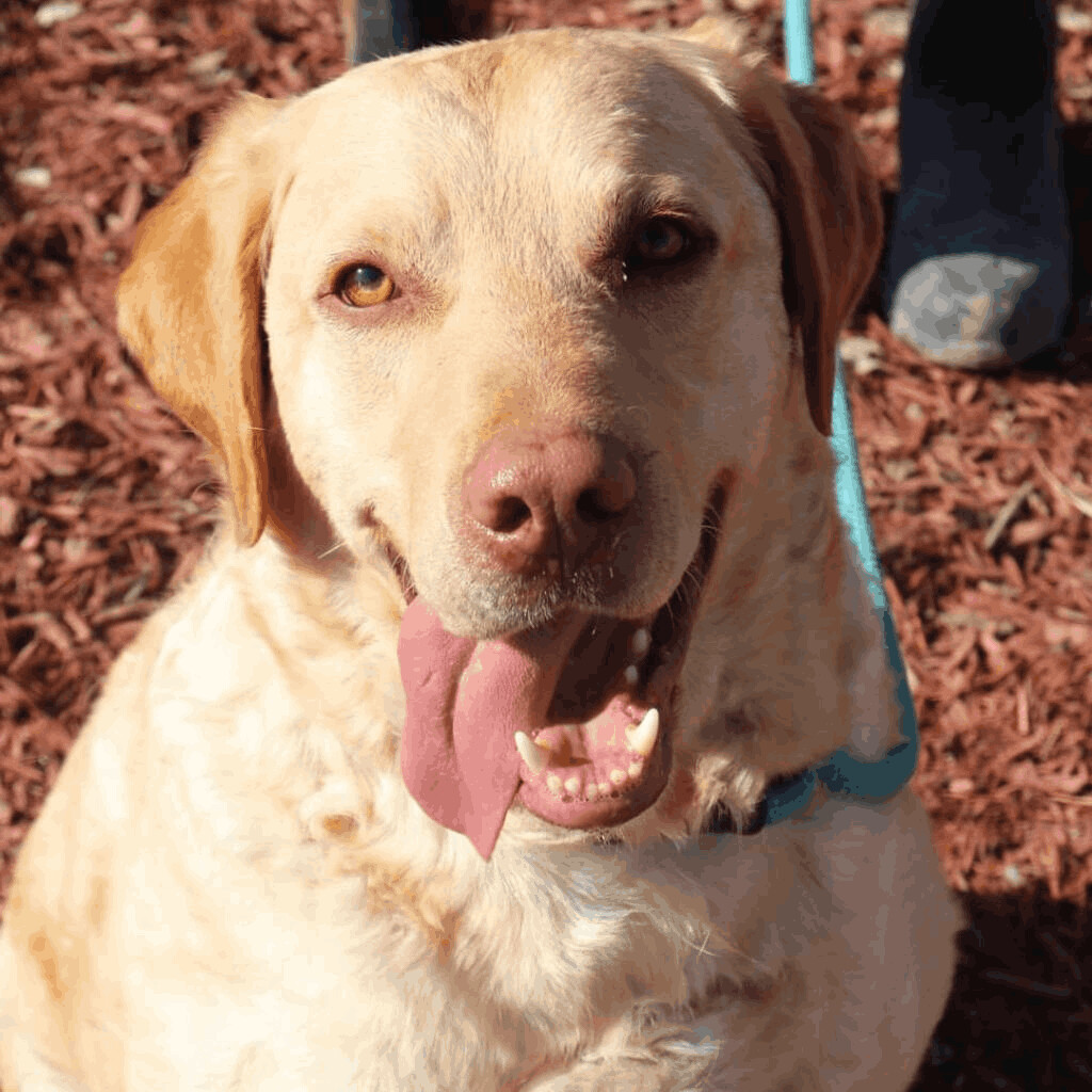 Dog for adoption - Old Yeller JuM, a Chesapeake Bay Retriever & Yellow ...