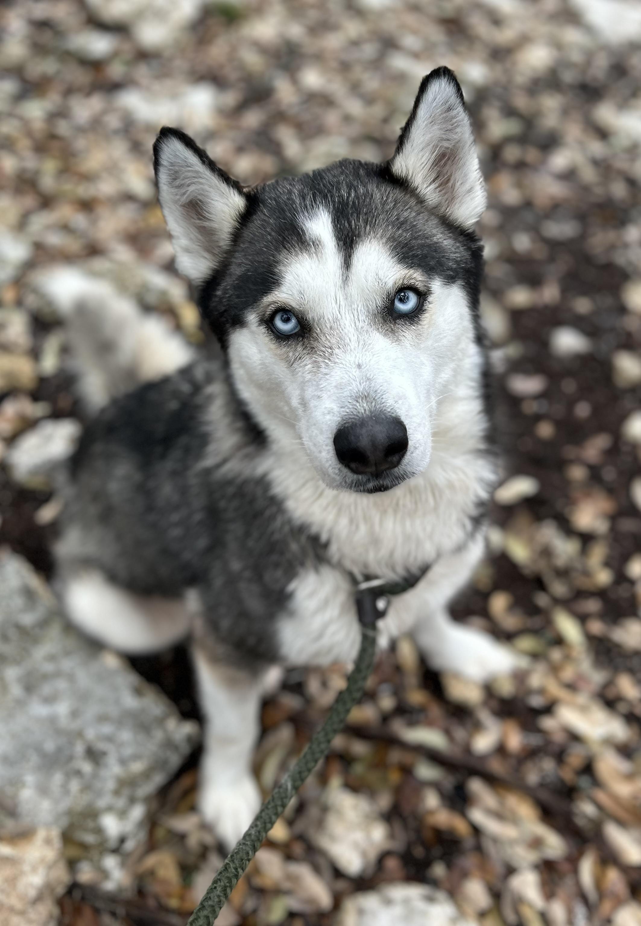 Dog for adoption - Molly, a Siberian Husky in Lynnwood, WA | Petfinder