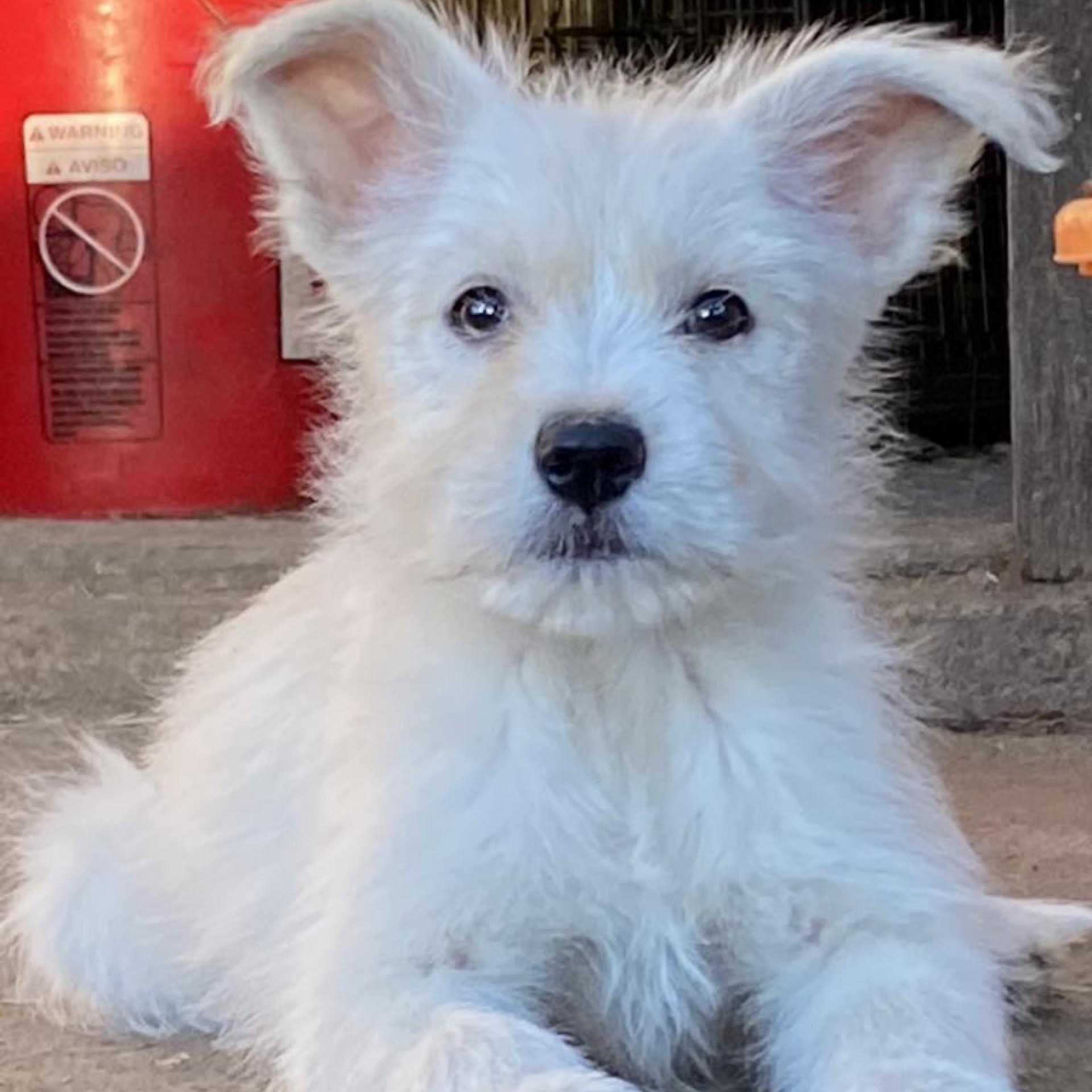 Dog for adoption - Divinity Dave PC, a West Highland White Terrier ...