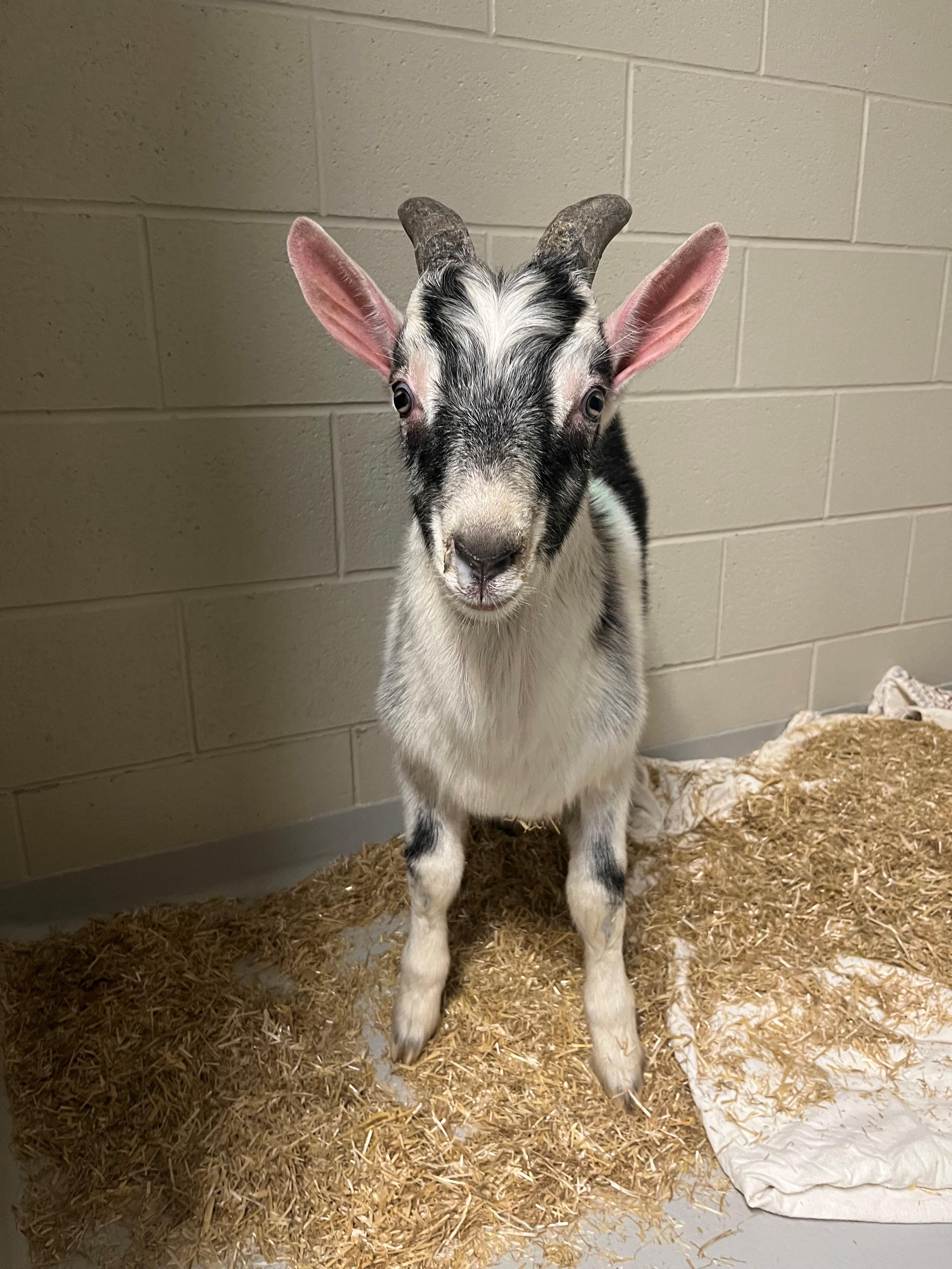 Goat for adoption - Curry, a Pygmy Mix in Caledon, ON | Petfinder