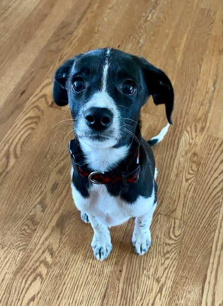 Dog for adoption - Cobbler, a Poodle & Pit Bull Terrier Mix in Columbia ...