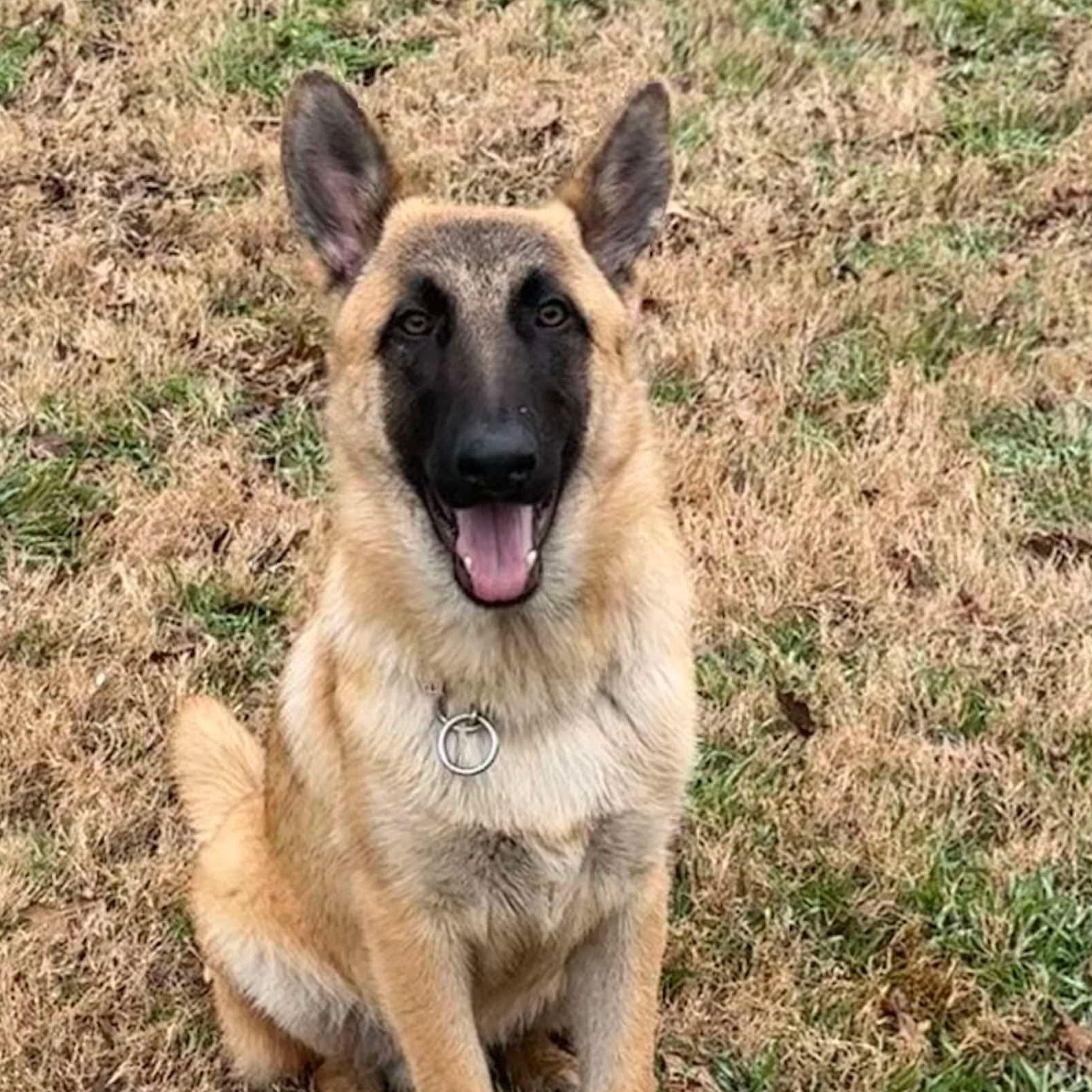 Dog for adoption - Elvis, a German Shepherd Dog Mix in Dallas, TX ...