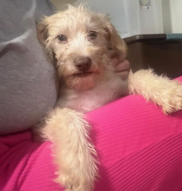 Dog for adoption - Axle, a Poodle Mix in Buffalo, NY | Petfinder