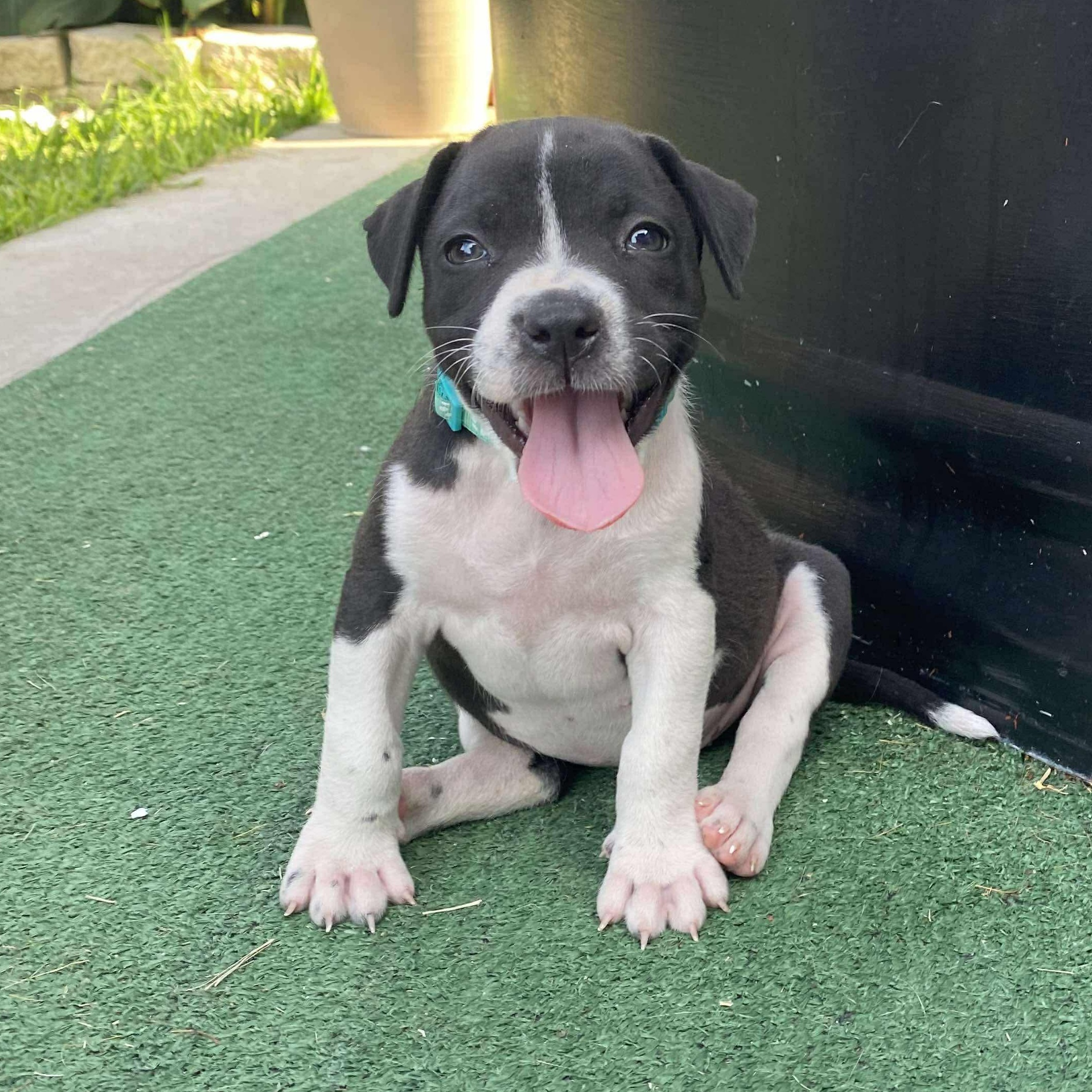 Dog for adoption - Reign, a Terrier Mix in Denver, CO | Petfinder