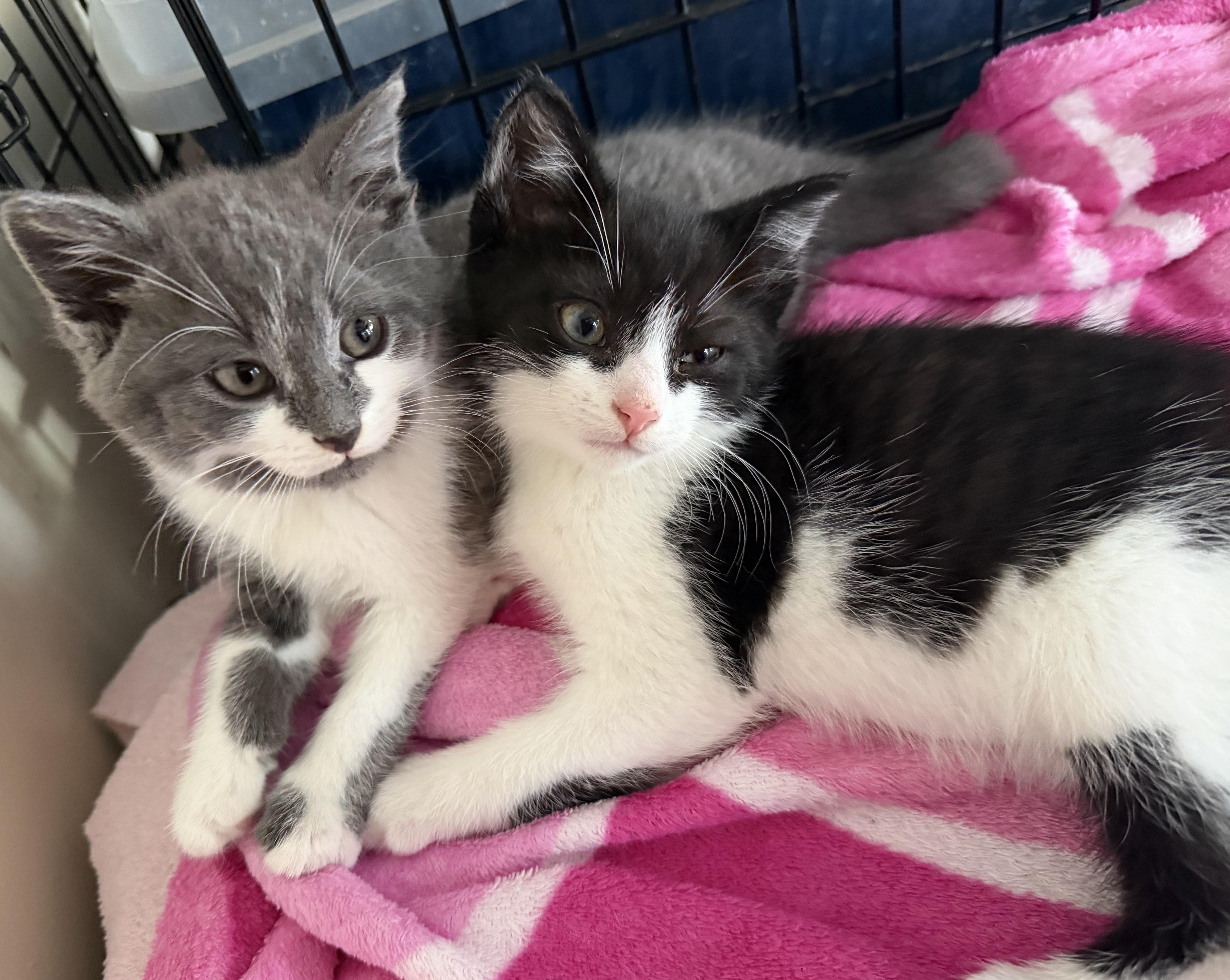 Harold - Adoptable Pet | Petfinder | Petfinder