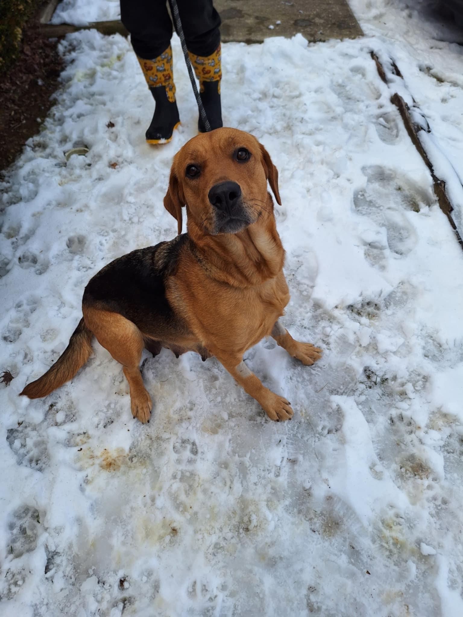 Dog for adoption - Layla, a German Shepherd Dog Mix in Dublin, VA ...