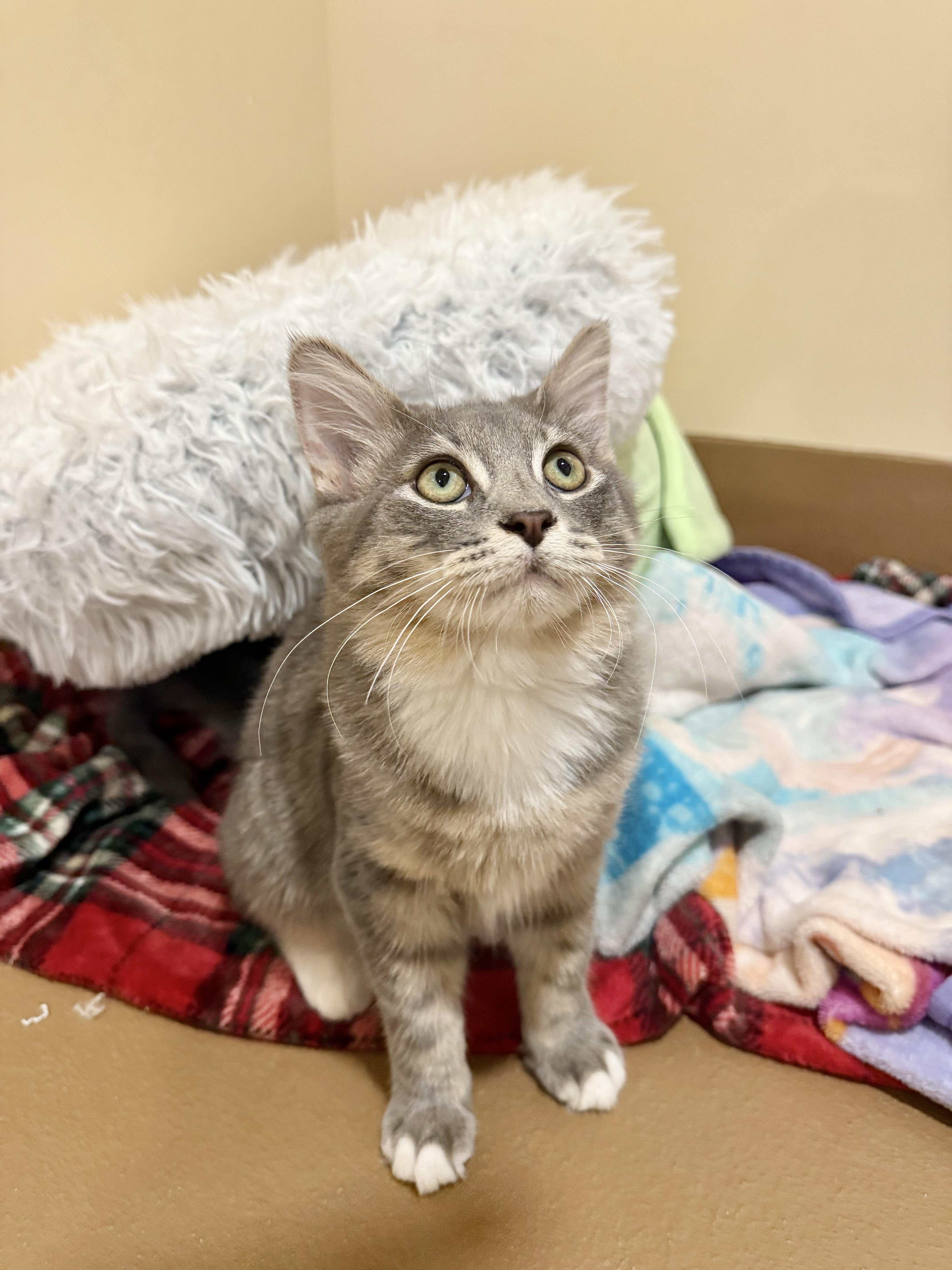 Cat for adoption - Missy, a Domestic Medium Hair Mix in Agoura Hills, CA | Petfinder