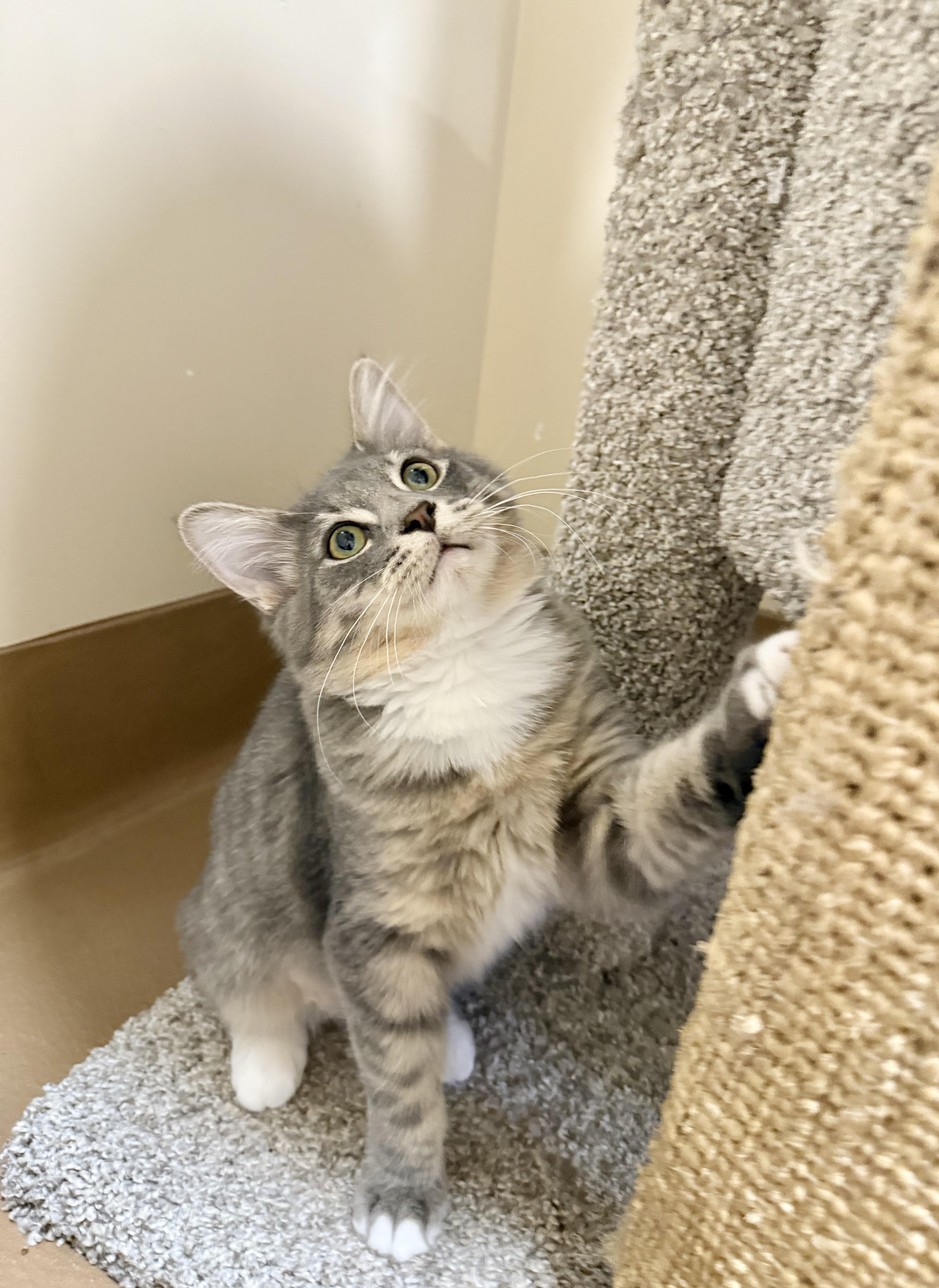 Cat for adoption - Missy, a Domestic Medium Hair Mix in Agoura Hills, CA | Petfinder