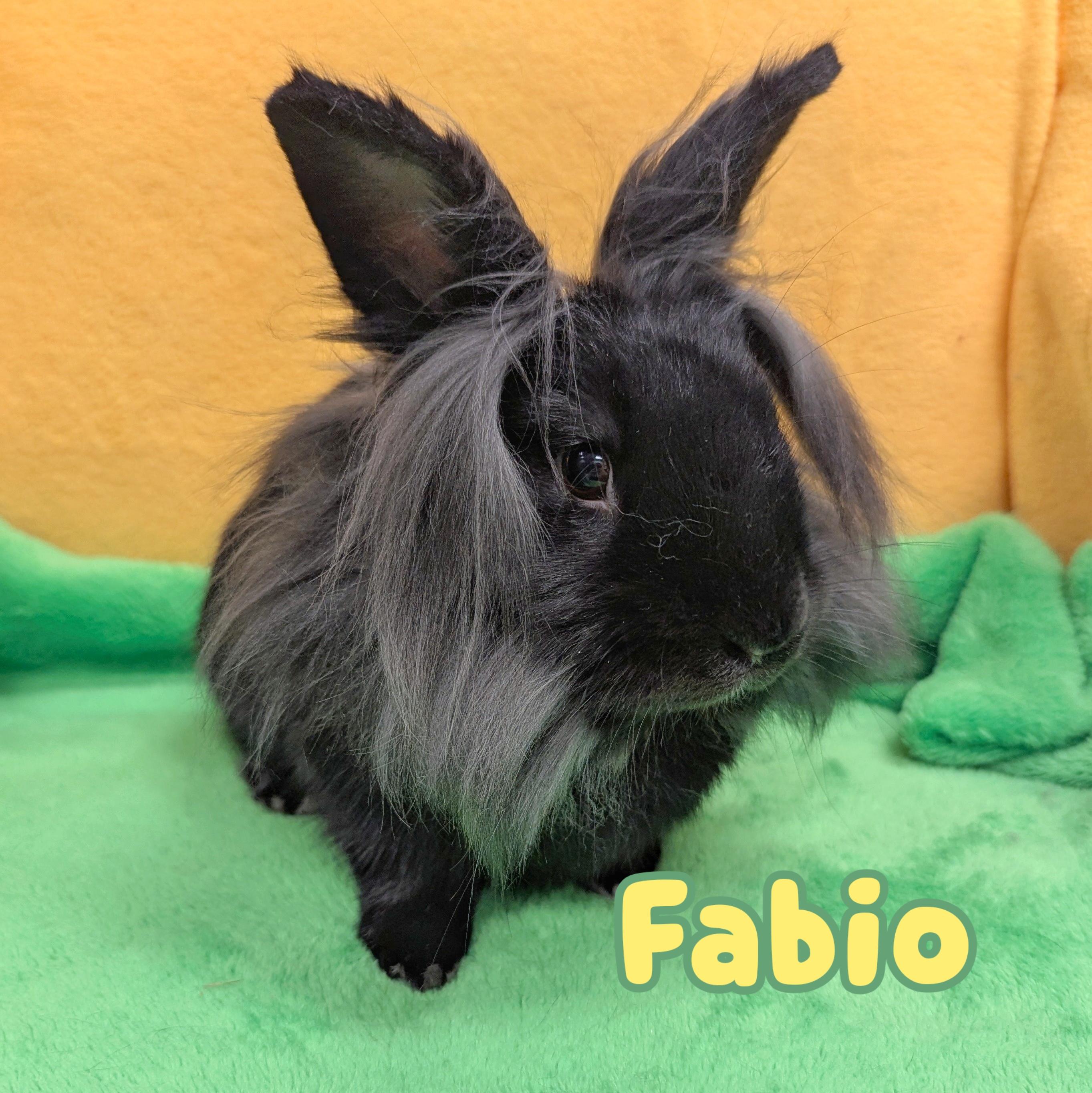 Rabbit for adoption - Fabio, a Lionhead in Roseville, CA | Petfinder