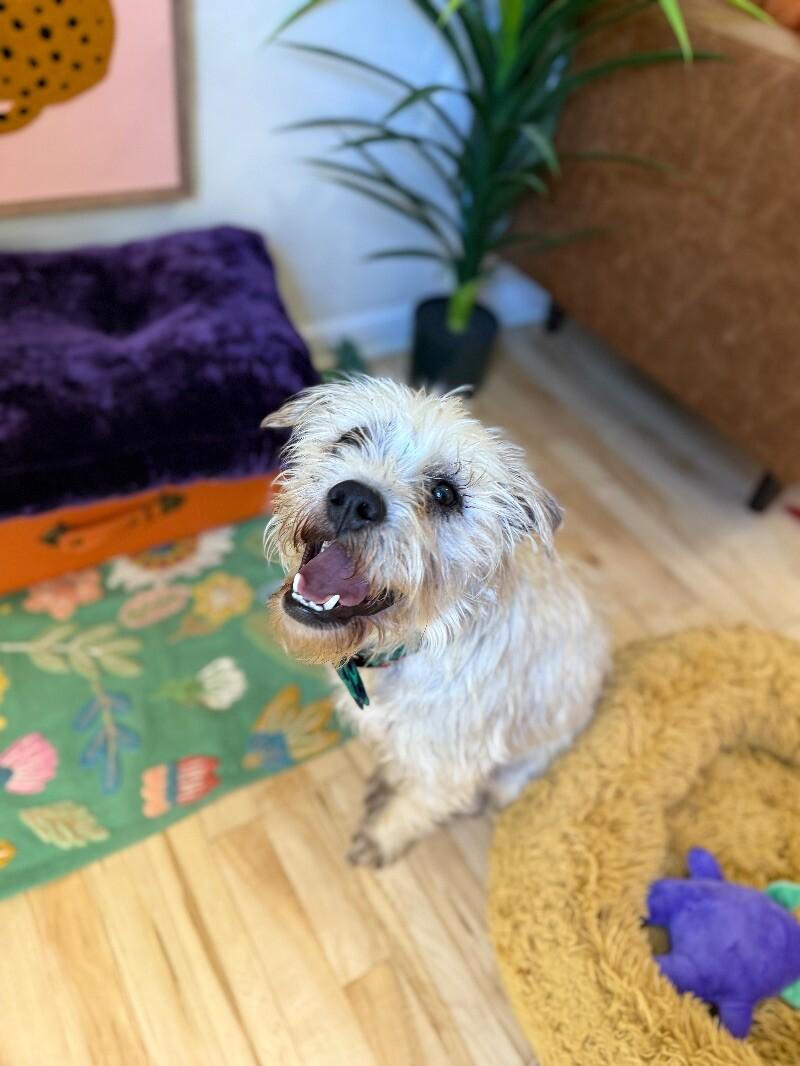 Dog for adoption - Goose Good Boy, a Miniature Schnauzer & Cairn Terrier Mix in Montreal, QC ...