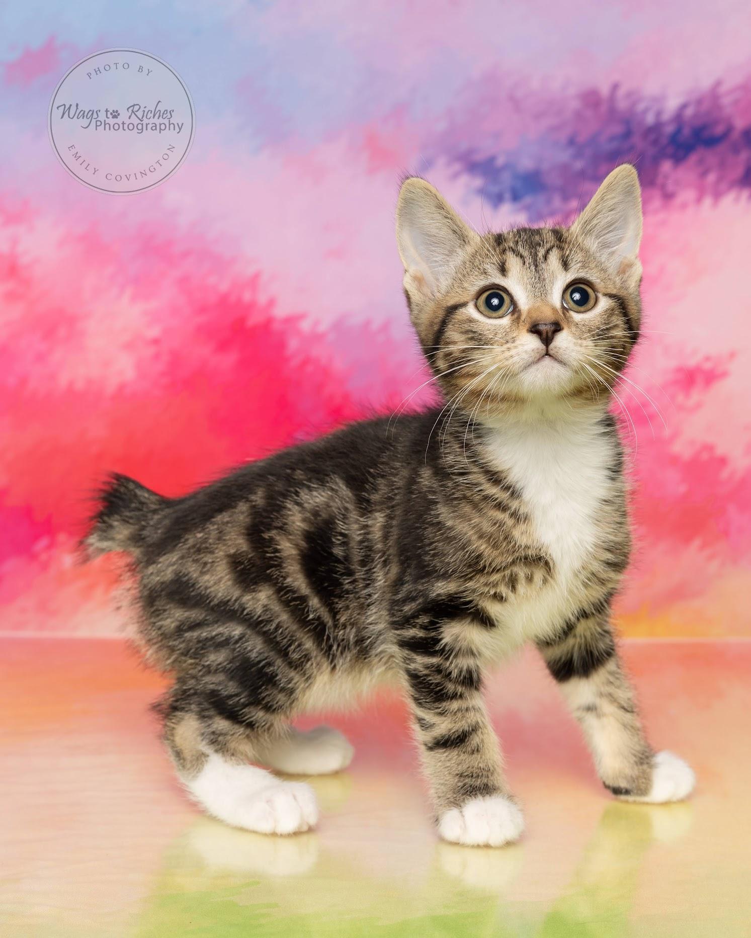 Cat for adoption - Sheldon, an American Bobtail & Tabby Mix in ...