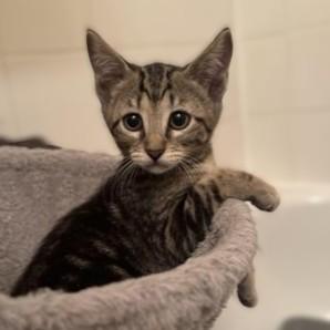 Cat for adoption - Eleanor, a Domestic Short Hair in LATHAM, NY | Petfinder