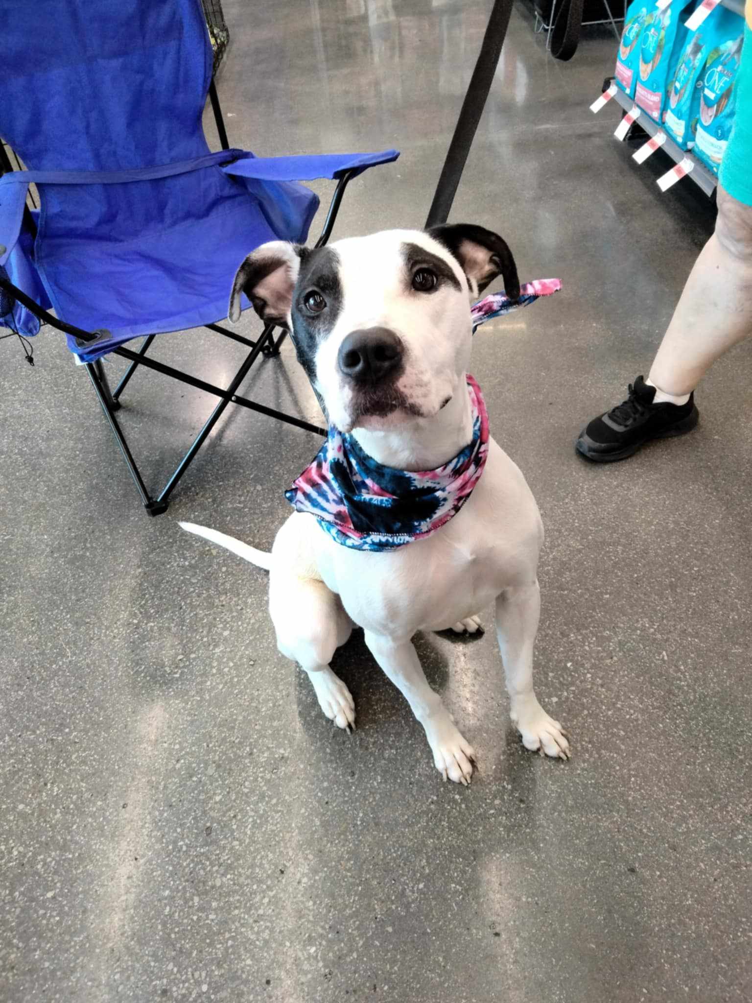 Dog for adoption - Deacon, an American Bulldog Mix in New York, NY ...