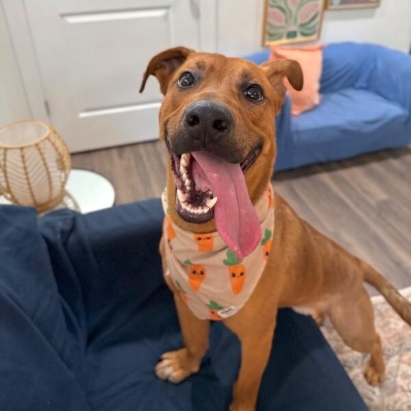 Dog for adoption - Cookie the Family Dog, a Rhodesian Ridgeback ...