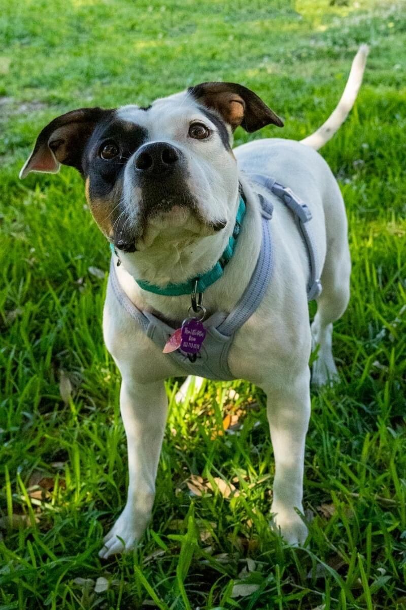 Dog for adoption - Bailey Boo the Ultimate Girl, a Pit Bull Terrier ...