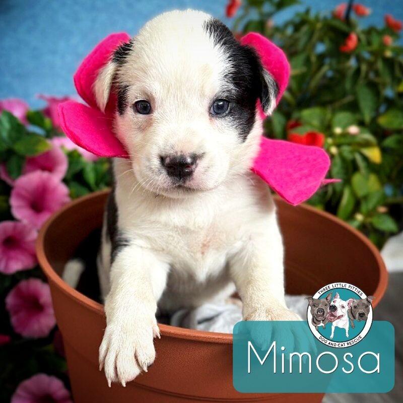 Dog for adoption - Mimosa Matilda, a Pit Bull Terrier & Labrador ...