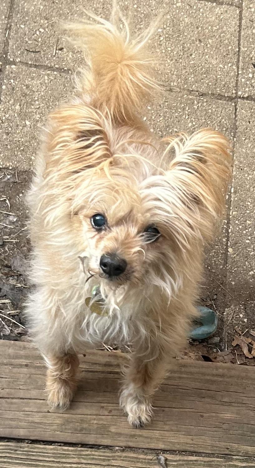 Dog for adoption - Benji, a Yorkshire Terrier & Papillon Mix in Oak ...