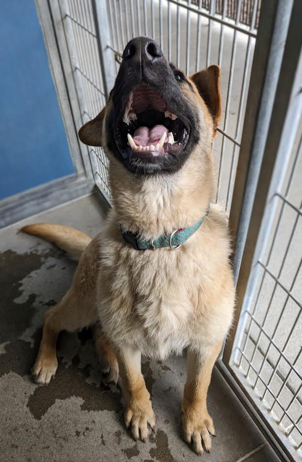 ADOPT - Whatcom Humane Society