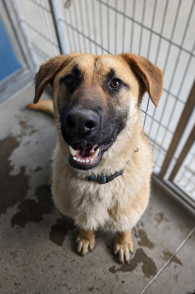 ADOPT - Whatcom Humane Society