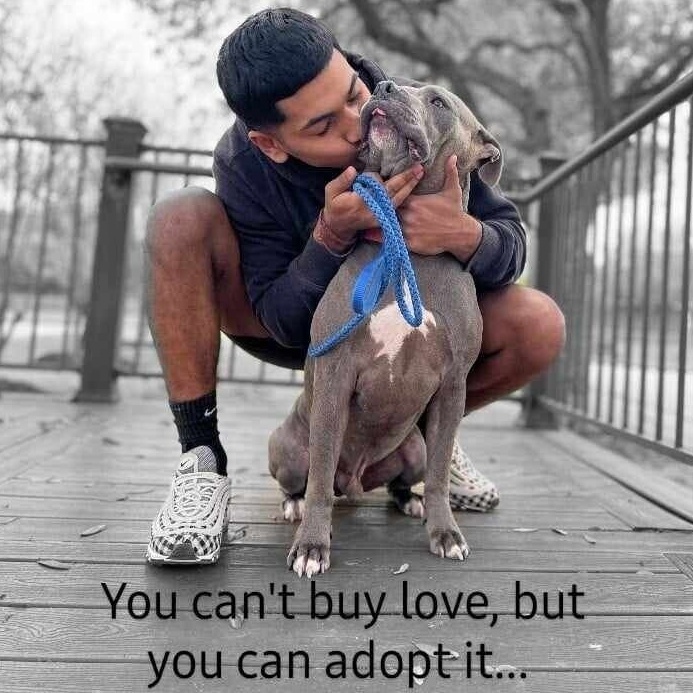 Dog for adoption - Duke Ark, Cuddly Happy Boy, an American ...