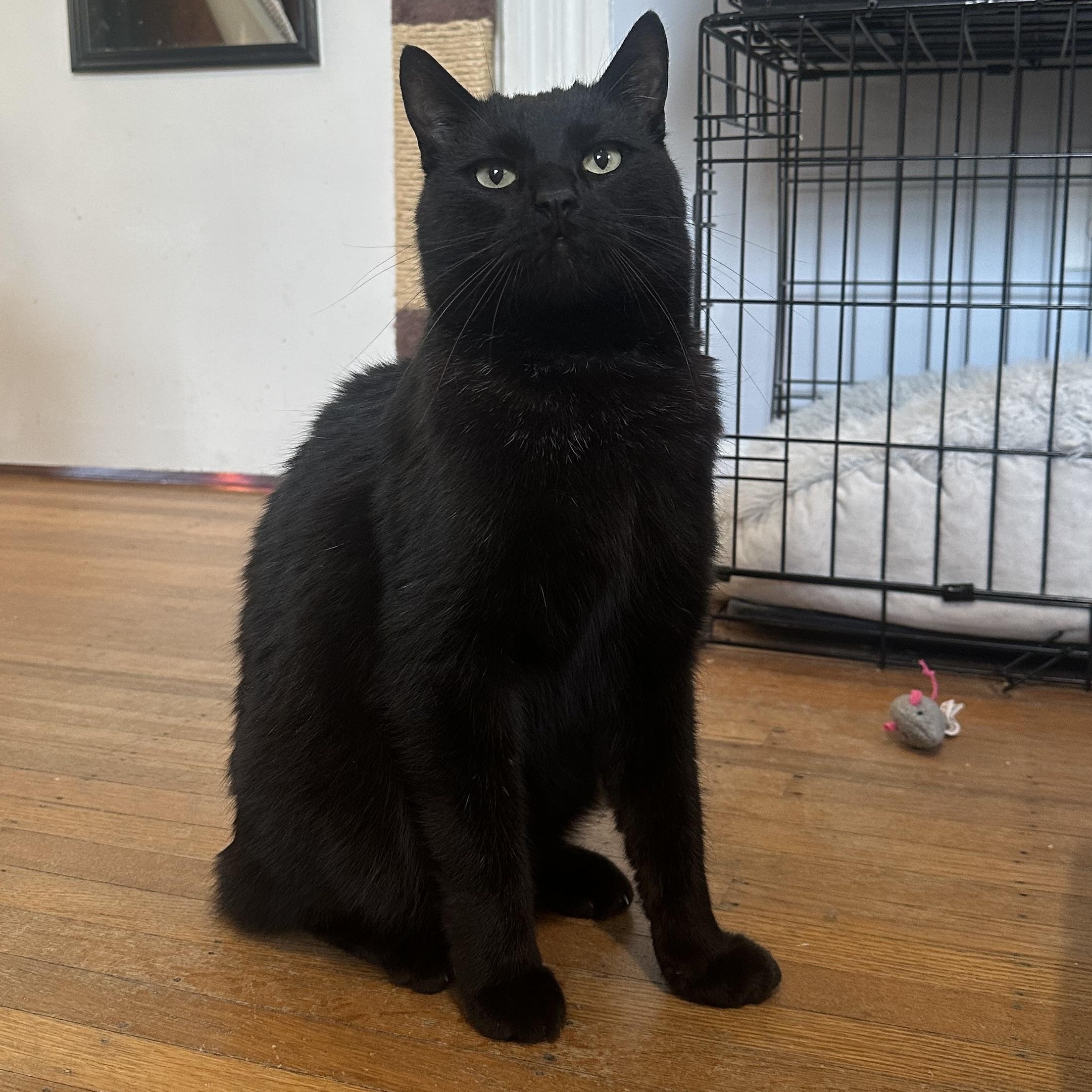 Cat for adoption - Jinx, a Domestic Short Hair in Indianapolis, IN ...