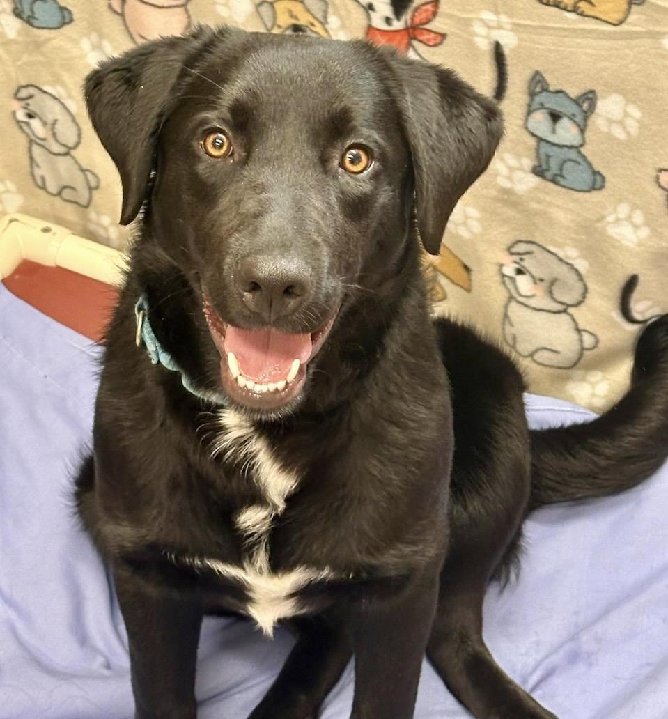 Dog for adoption - Cabot, a Labrador Retriever in POTOMAC, MD | Petfinder