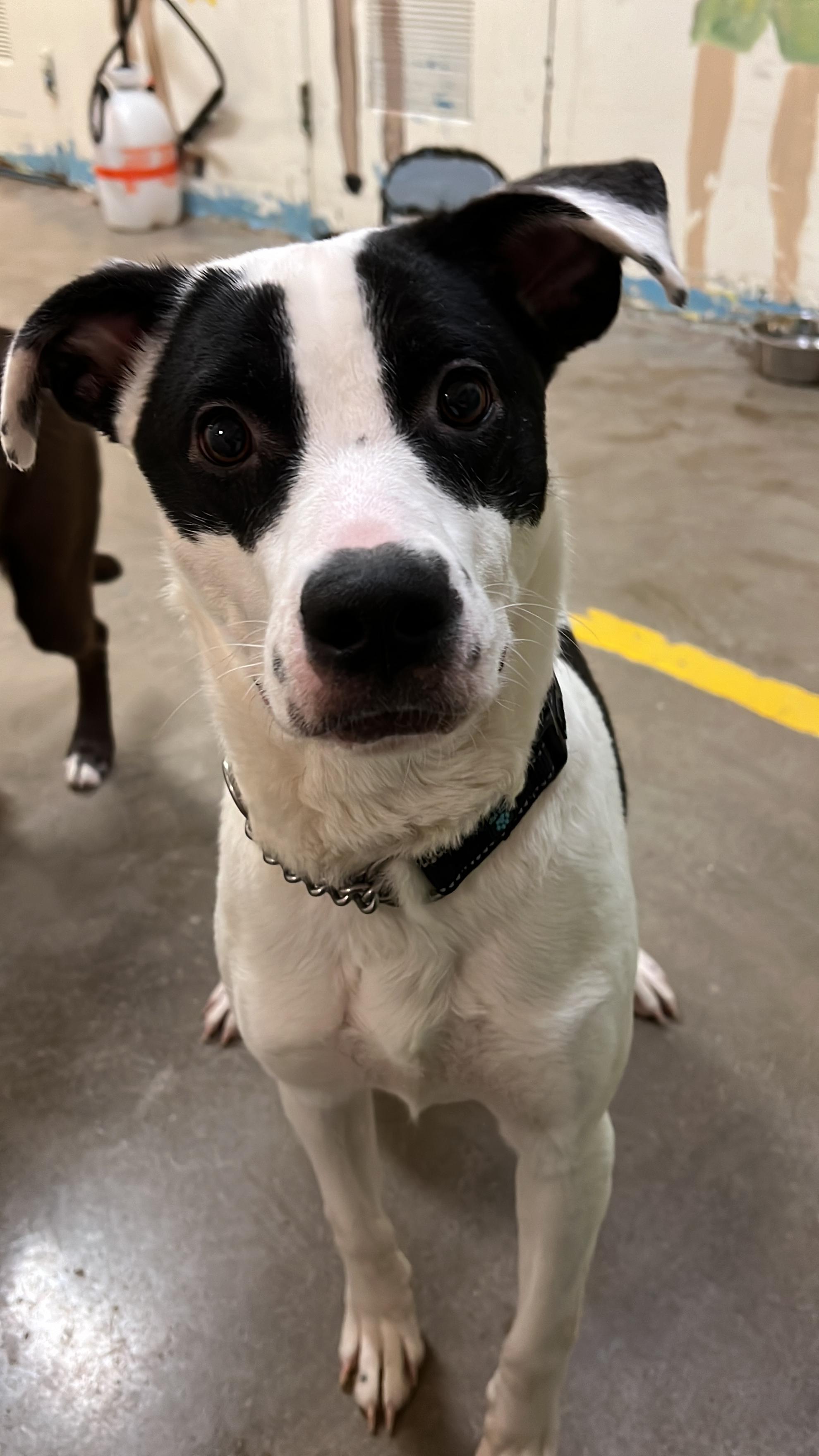 Dog for adoption - Lancer 3961, a Border Collie & Boxer Mix in Phoenix ...