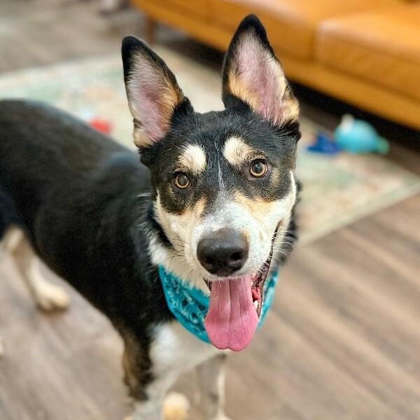 Dog for adoption - Russell Roo The Husky Lovers Dream, a Husky & German ...